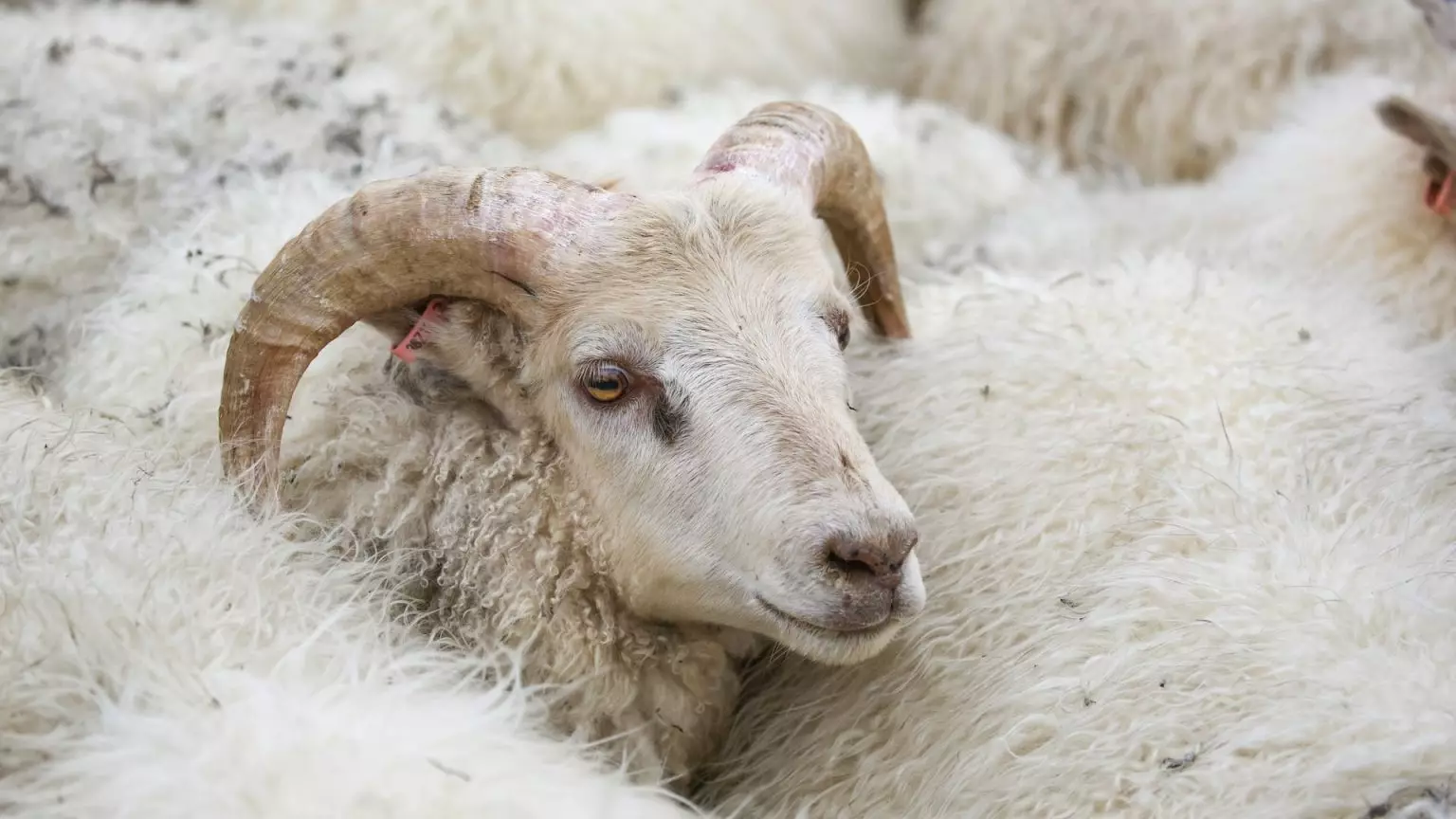 Everything about the Icelandic Sheep and Where to See Them