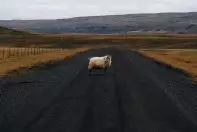 Where to See Icelandic Sheep on Your Road Trip (Best Routes & Seasons)