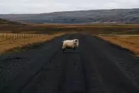 Where to See Icelandic Sheep on Your Road Trip (Best Routes & Seasons)