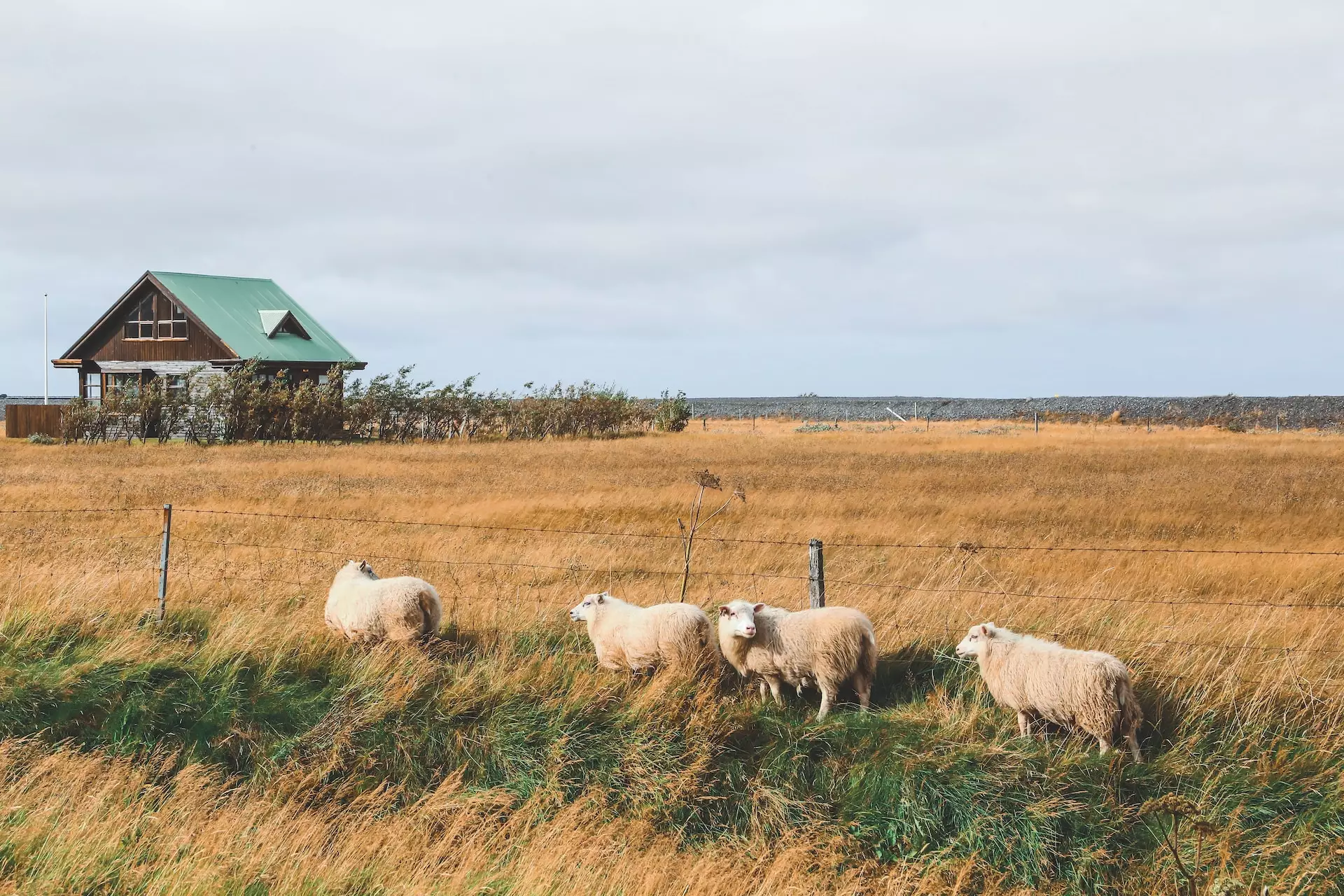 Everything about the Icelandic Sheep and Where to See Them