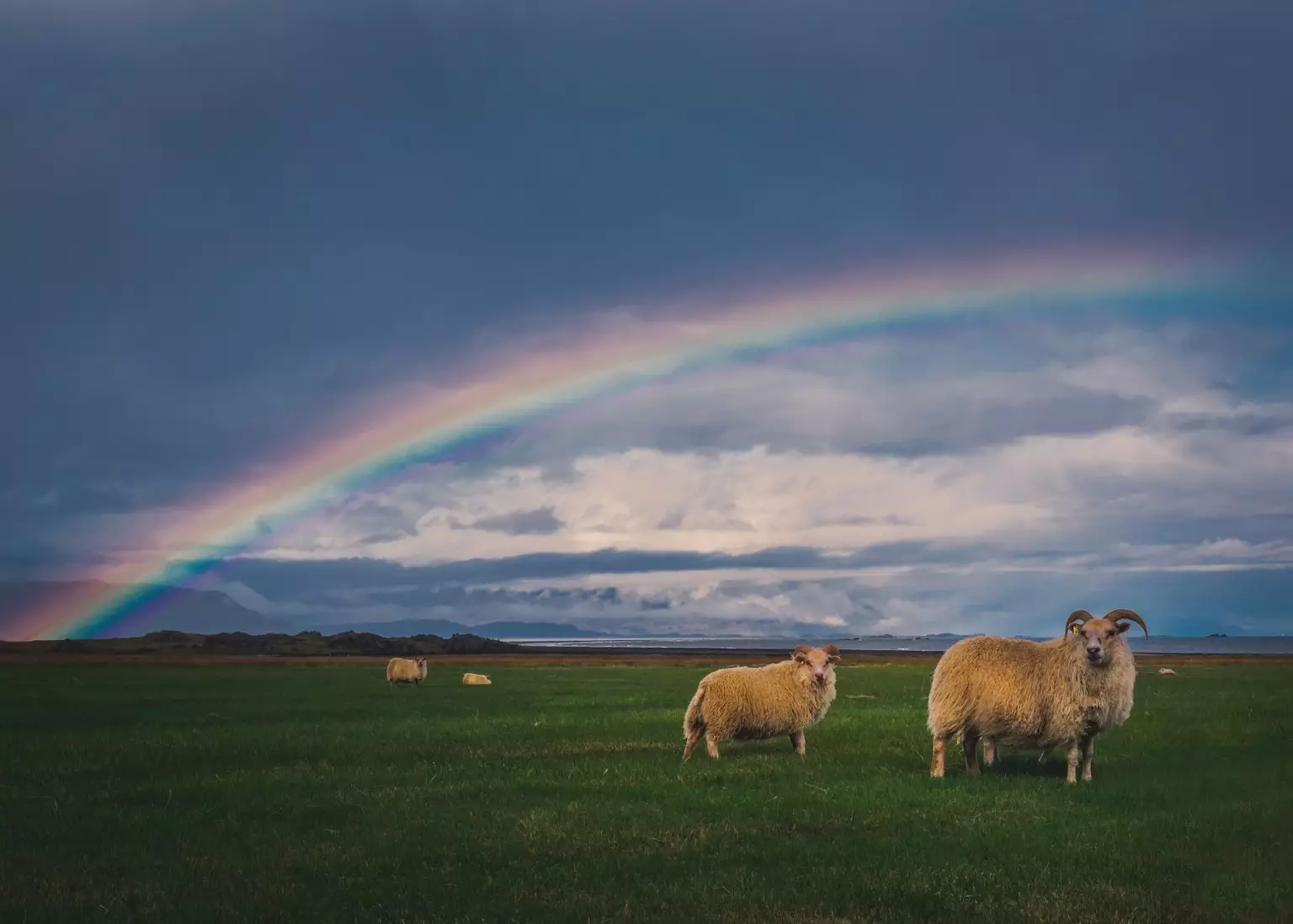 Everything about the Icelandic Sheep and Where to See Them