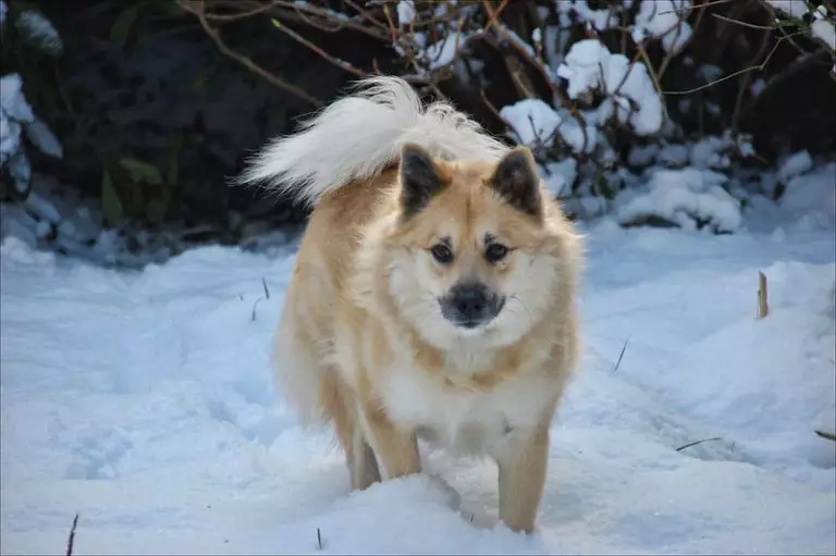 Icelandic Sheepdog: Explore Iceland’s Cultural Icon